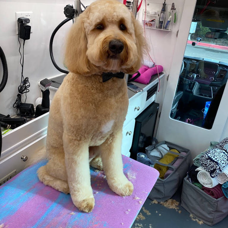 Transfurmations - Mobile Pet Grooming