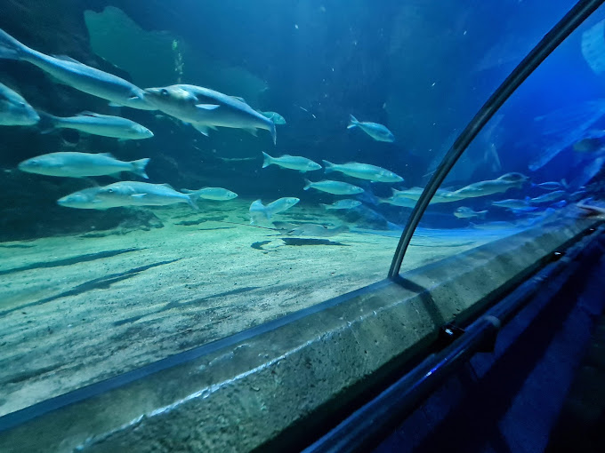 Deep Sea World Aquarium Edinburgh