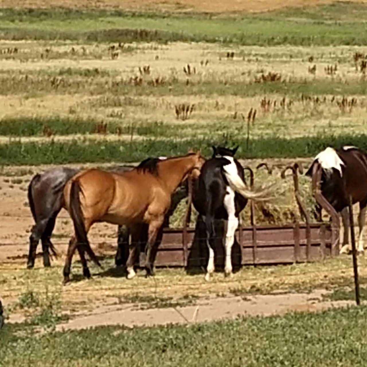 Stable Foundations LLC - Horse Boarding Stable in Wellington