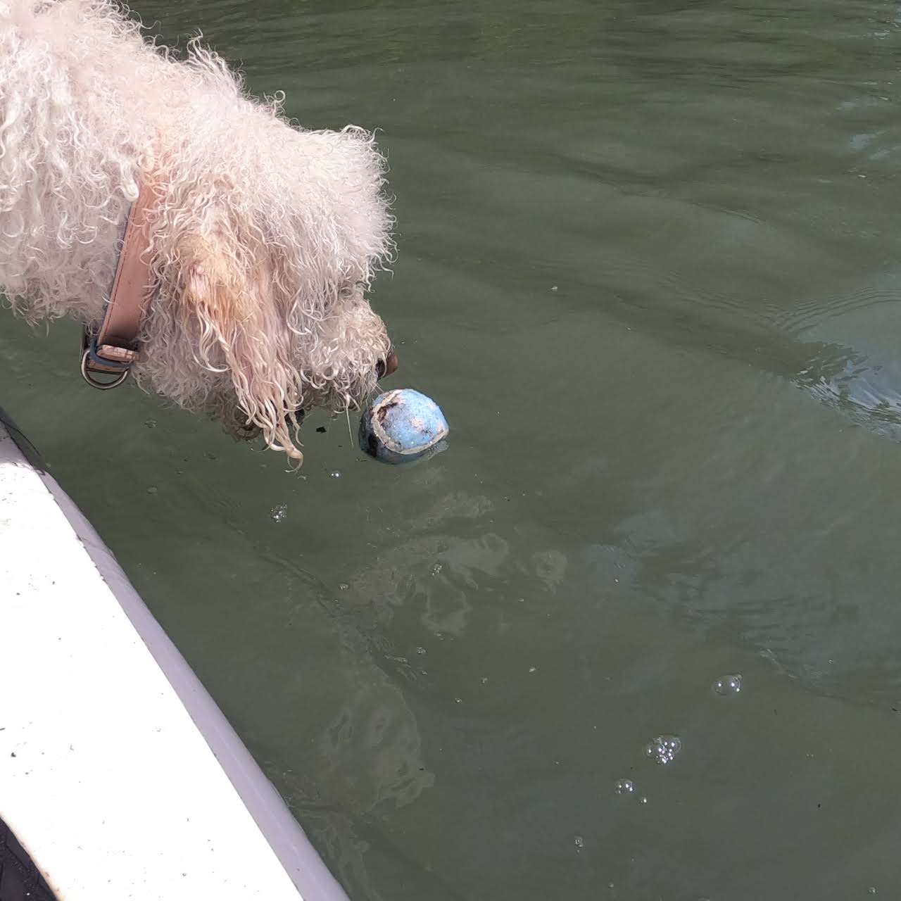 DoItWithDaisy - Food and Lifestyle Guru for Your Dog