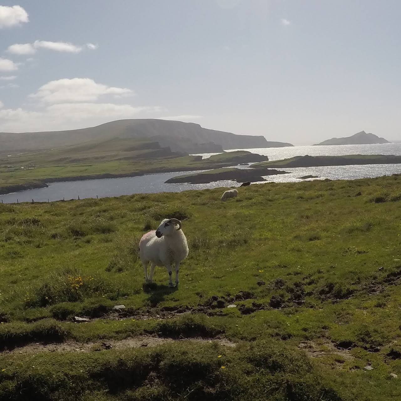 Seagull Cottage Bed and Breakfast - Bed & Breakfast in Portmagee