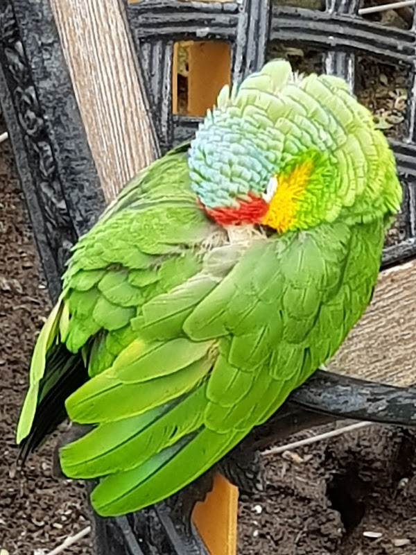 Aviario Abraham Lincoln, Emilio Castelar SN, Miguel Hidalgo, Polanco ...