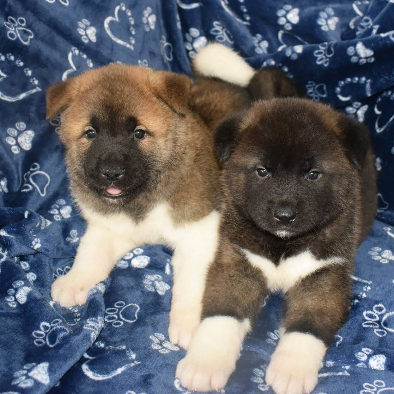 AKC Akita Puppies Cosmic Colors Puppies Akita Puppies For Sale - AKC ...