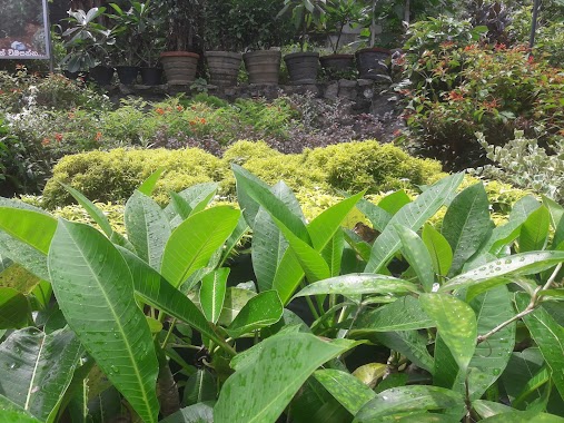 🕗 Polwatta Plant Nursery Pannipitiya opening times, 33, Polwatta Road ...