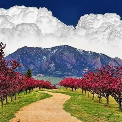 Areza at Areza, Eritrea, Southern Red Sea - Eritrea