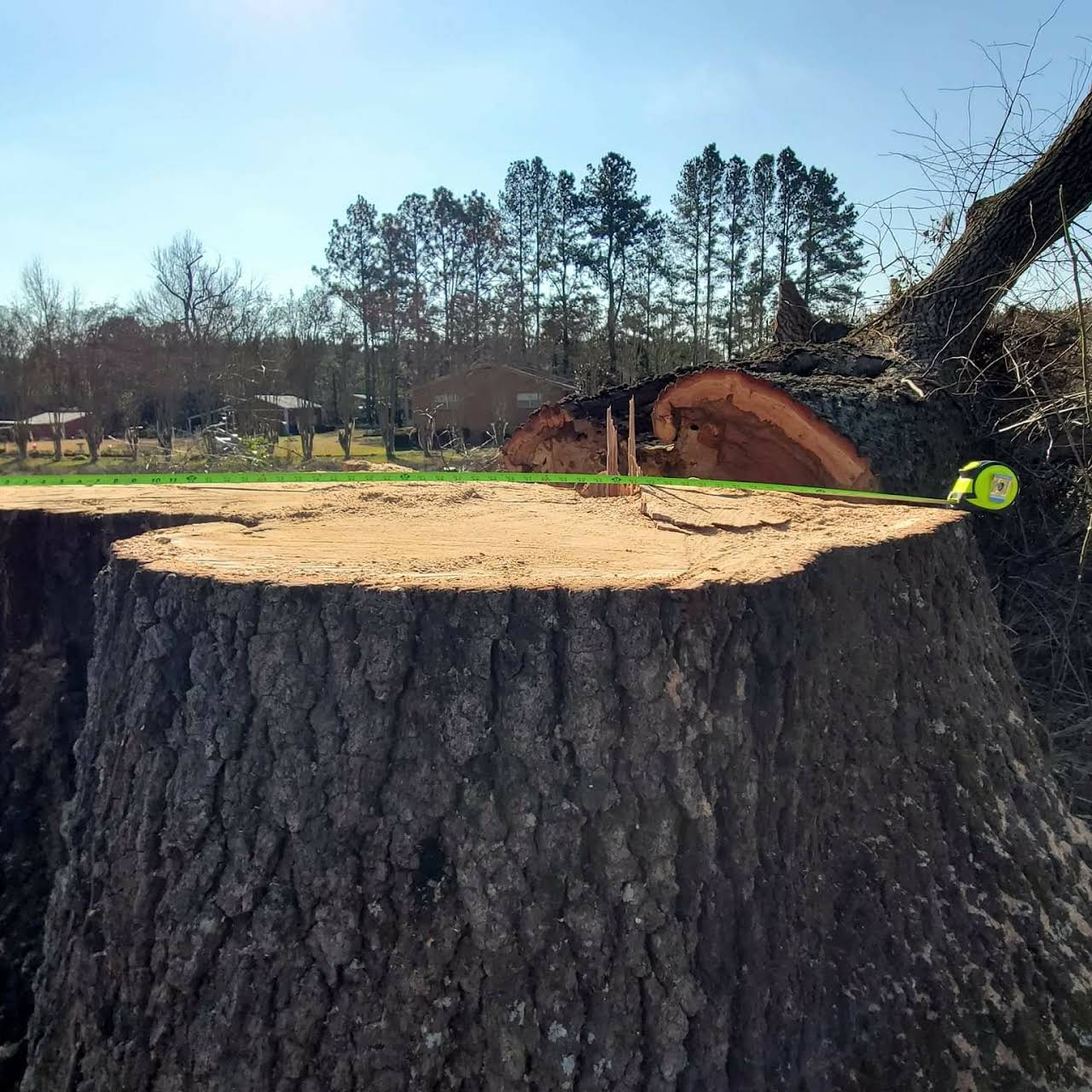 Tree Top Flyer Climbing Services - Arborist And Tree Surgeon