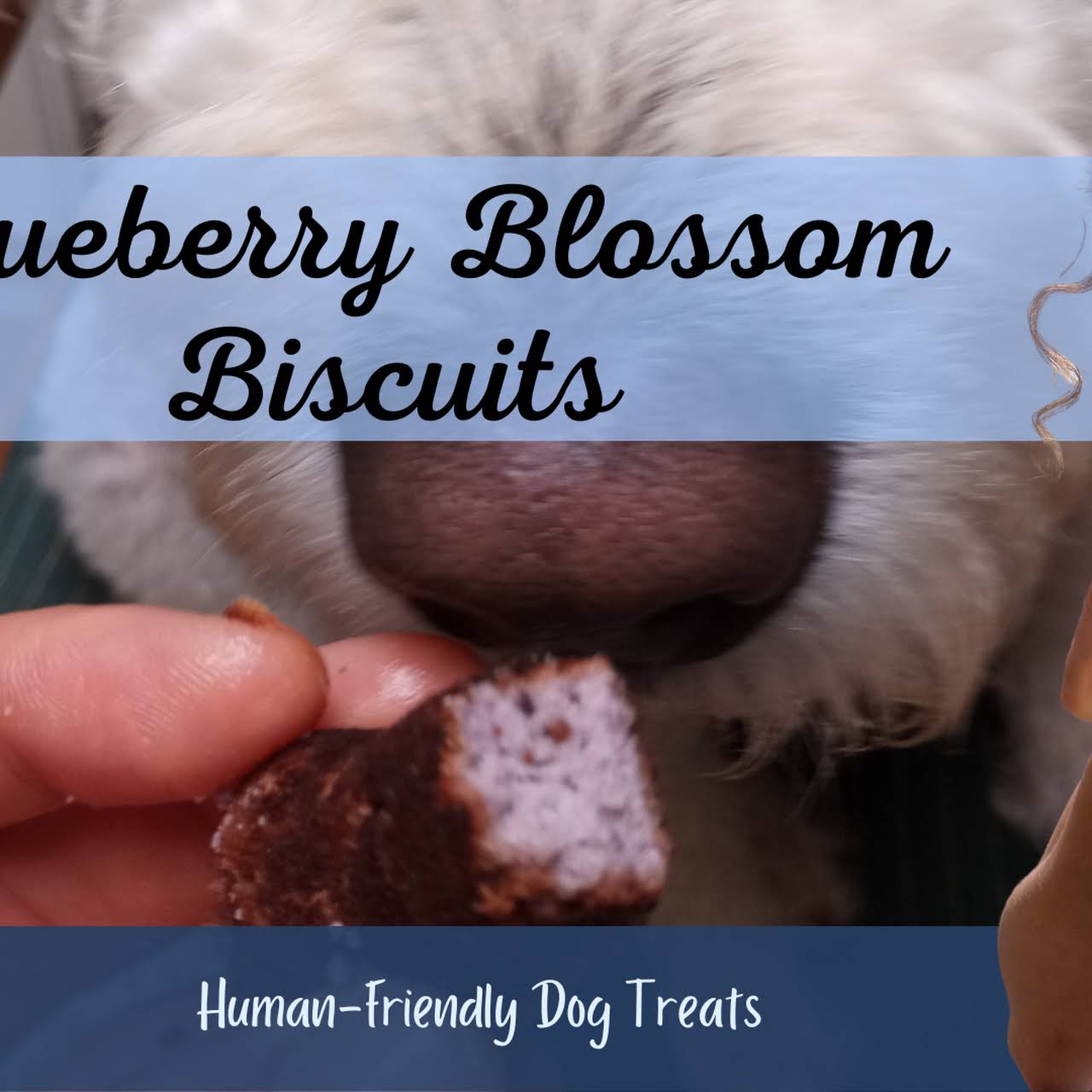 DoItWithDaisy - Food and Lifestyle Guru for Your Dog