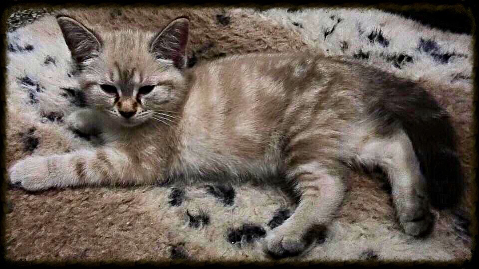 Animalerie B L Enrg - 3899 Rue Sainte-Catherine Est, Montreal ...