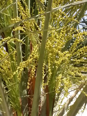 🕗 Thumama BACS CAMP Riyadh opening times, 3703, Ath Thumamah Road, tel ...