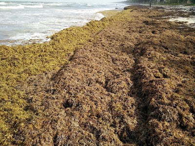 Nariva Swamp, Park at Trinidad and Tobago, Mayaro/Rio Claro