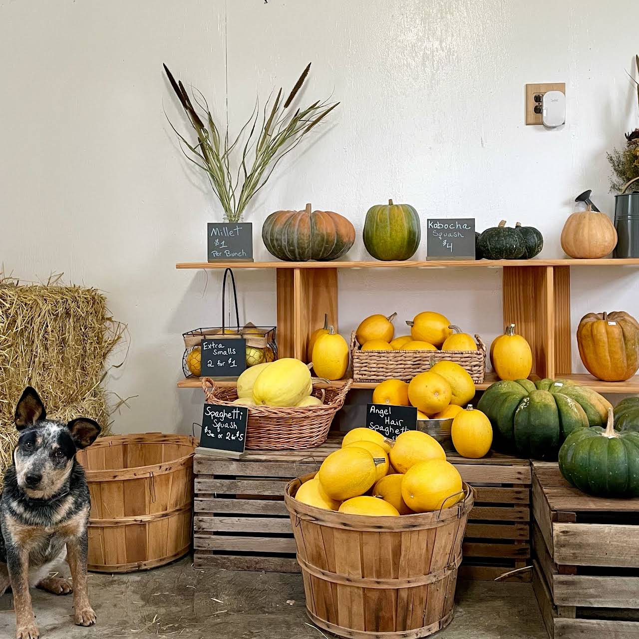 The Heirloom Farmer - A small family farm providing heirloom farm ...