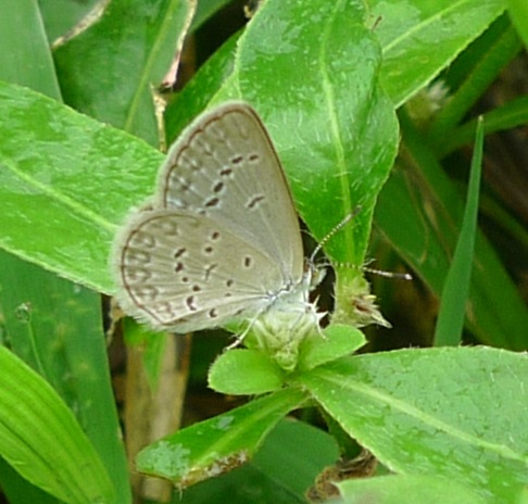 Lesser Grass Blue | Project Noah