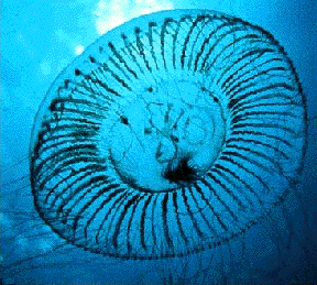 Méduses: GFP