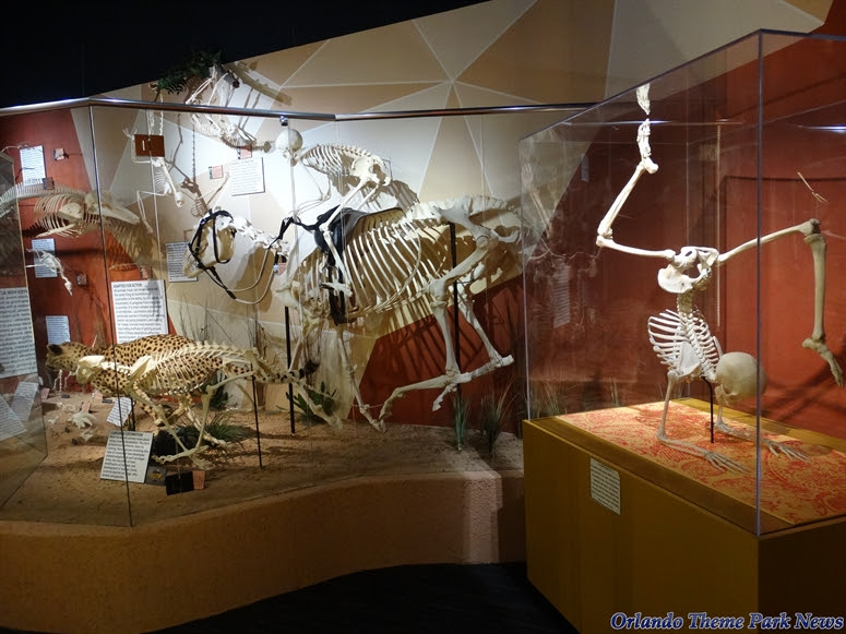Skeletons Museum: A Very Unique Orlando Attraction - Orlando Theme Park ...