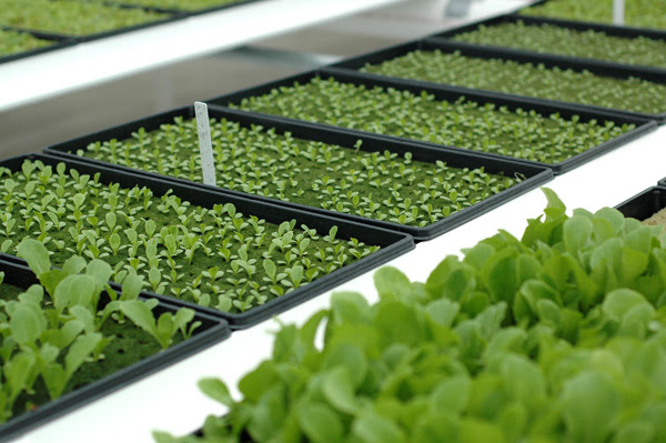 A Local Choice: Growing a Future