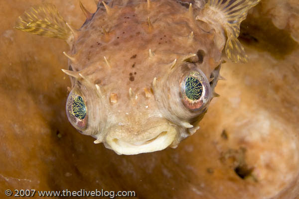 Xenophilia (True Strange Stuff): Crawling fish may be part of new family