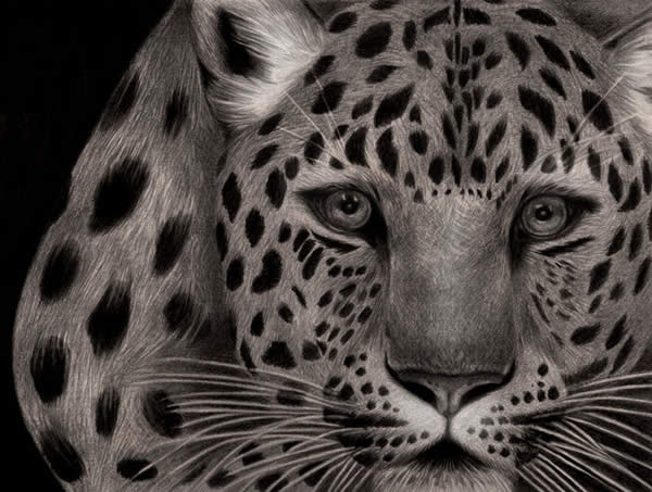 LOL Image: 28 Wonderful Realistic Animal Drawings