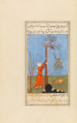 Maryam (Mary) Shakes a Palm Tree to Provide Food for the Baby Isa ...