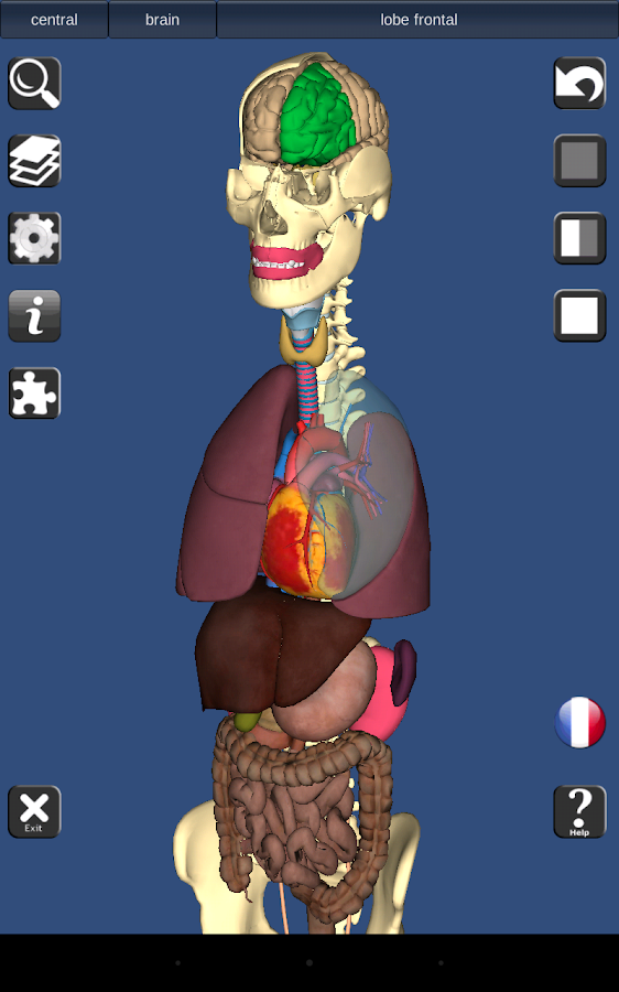 3D Bones and Organs (Anatomy) – Applications Android sur Google Play