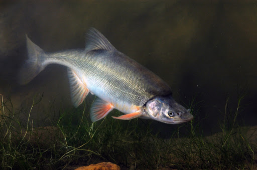 Humpback Chub - USFWS — Google Arts & Culture