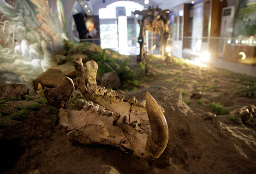 FAUNA SANGIRAN — Google Arts & Culture