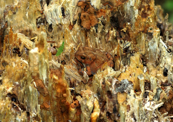 Fowler's Toad | Project Noah