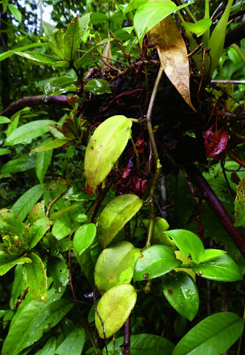 Manual of Yanomami traditional medicine — Google Arts & Culture
