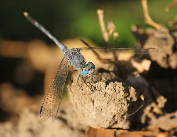 Chalky percher | Project Noah
