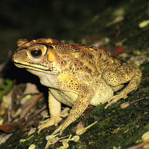 Kodok Bangkong - YouTube Music