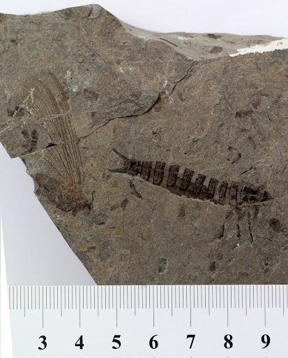 The Behemoth of the Microcosm: Acanthacorydalis fruhstorferi — Google ...