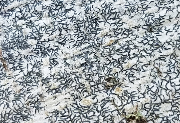 Script lichen | Project Noah