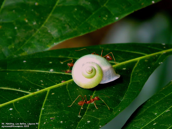 Land Snail | Project Noah