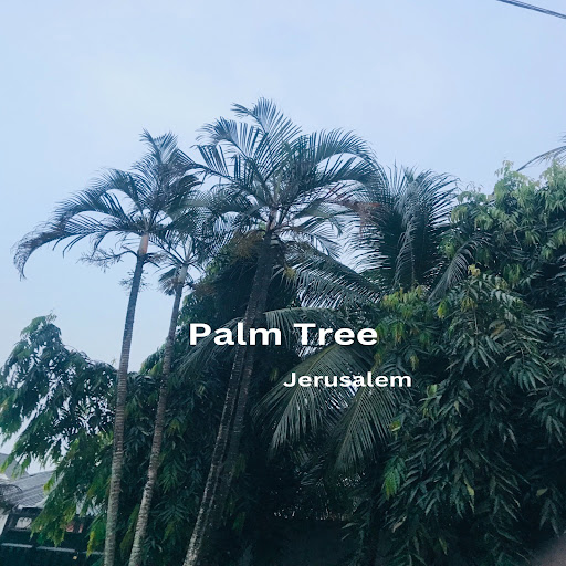 Palm Tree - YouTube Music