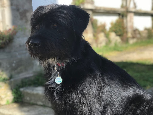 Michi, the Dog of the Camino — Google Arts & Culture