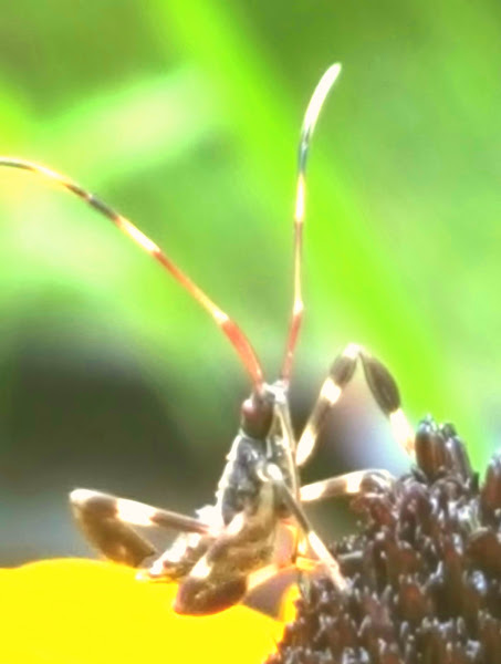 Leaf-footed Bug nymph | Project Noah