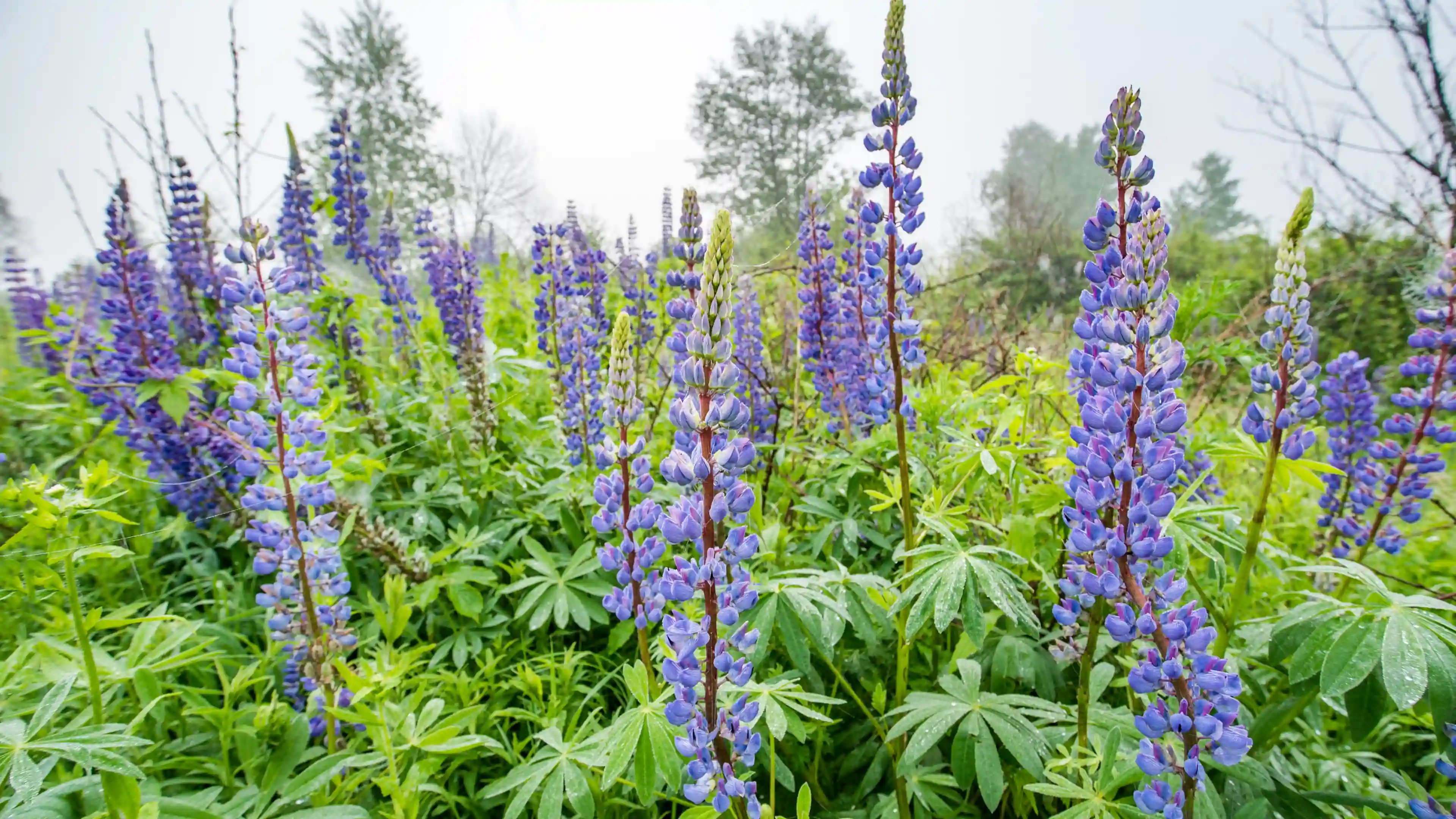 Lupin Plants: A Complete Guide to Cultivation, Benefits, and Uses - Dwello Lupin Plants: A Complete Guide to Cultivation, Benefits, and Uses - Dwello