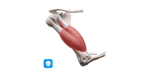 Daily Anatomy: Flashcard Quizzes to Learn Anatomy - Apps on Google Play