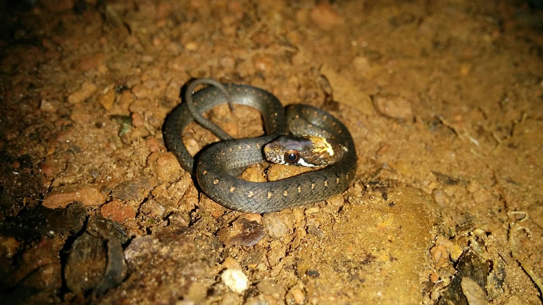 Herpedex: All the Herps I Have Seen In The Wild: Reptiles of Agumbe, India
