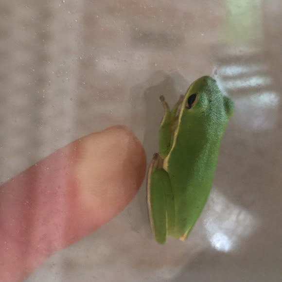 Green Treefrog | Project Noah
