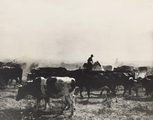 Open-Range Cattle Ranching in the Southwest — Google Arts & Culture