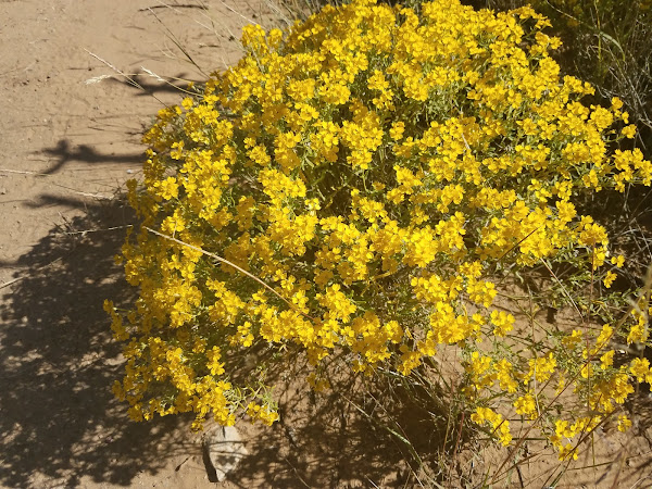 Woolly Paperflower | Project Noah