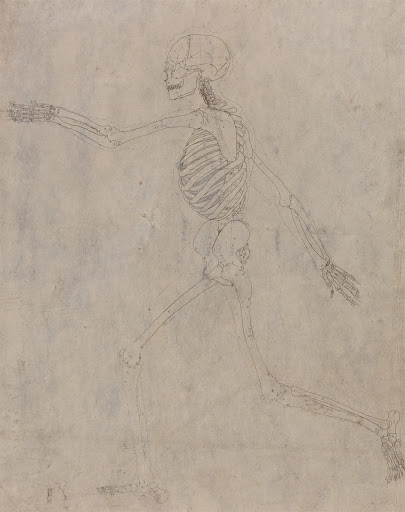 Human Skeleton, Lateral View - George Stubbs, 1724–1806, British ...