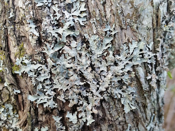 Net-marked parmelia | Project Noah