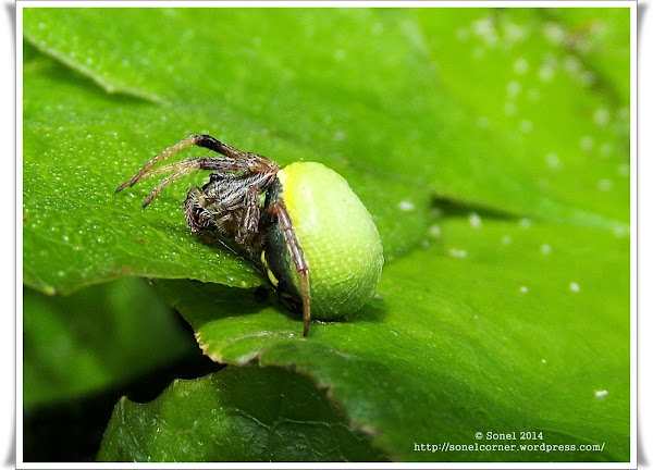 Green Hairy Field Spider | Project Noah