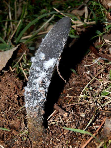 Dark Vegetable Caterpillar (Parasitic fungus) | Project Noah